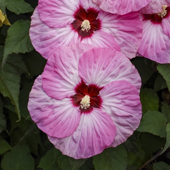 Spinderella Rose Mallow | Hibiscus 'Spinderella'