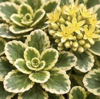Atlantis Sedum | Sedum 'Atlantis'